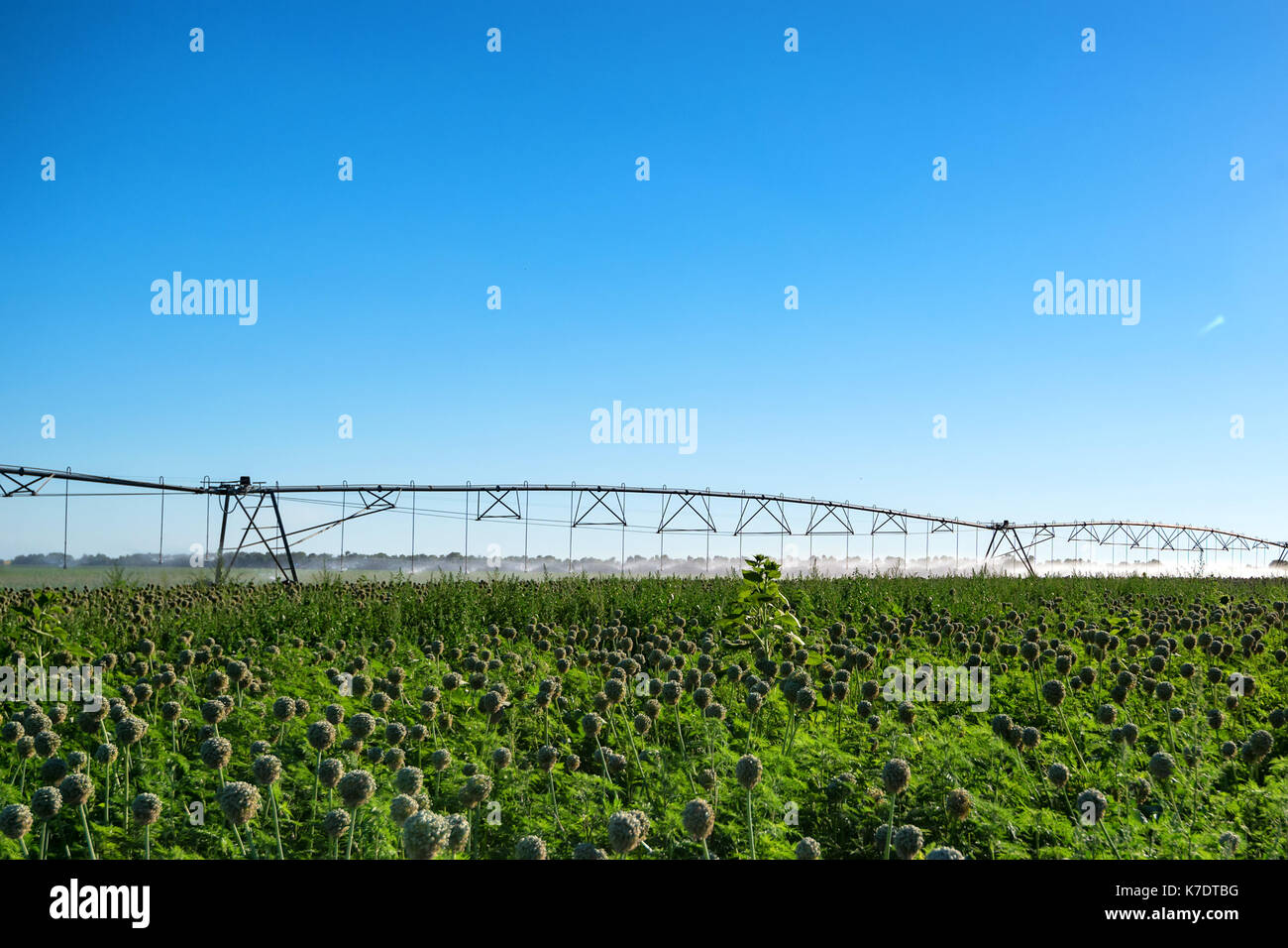 Drip irrigation system in field Stock Photo - Alamy
