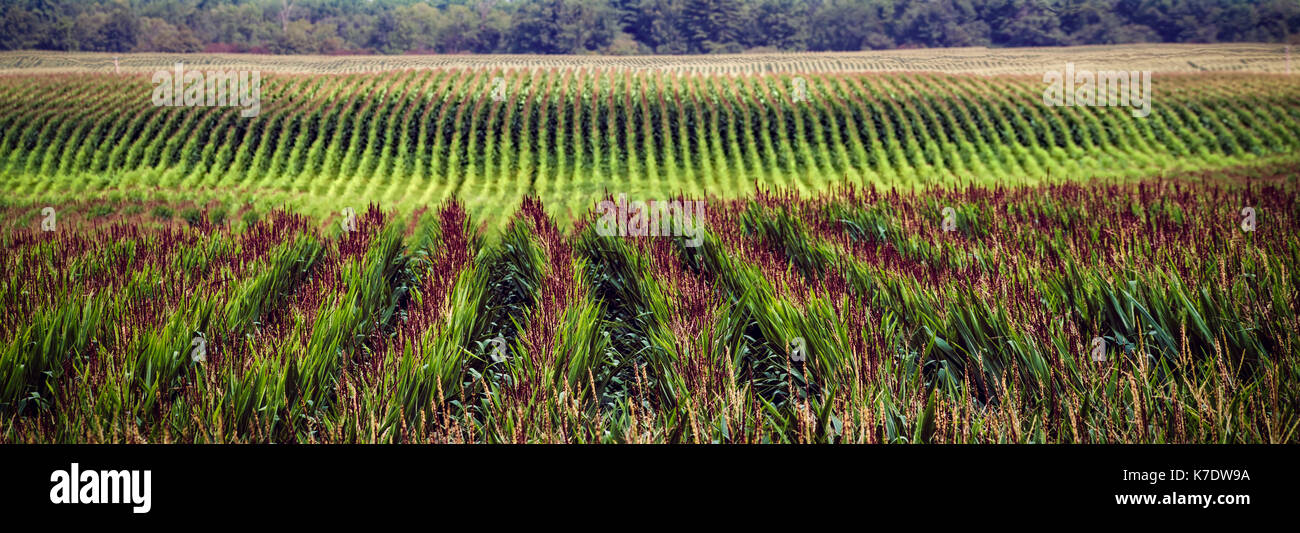 Rows of corn in a midwest field near Manitowoc, Wisconsin Stock Photo ...
