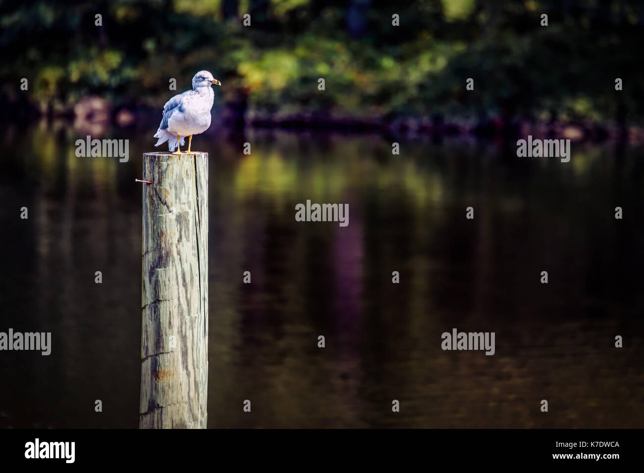 A seagull sitting above the water, on his perch, in a Virginia river ...