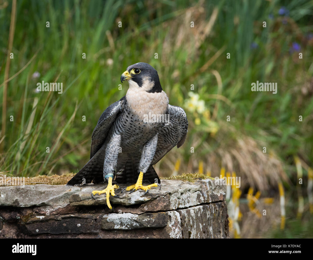 Hawk peregrine peregrine falcon hi-res stock photography and images - Alamy
