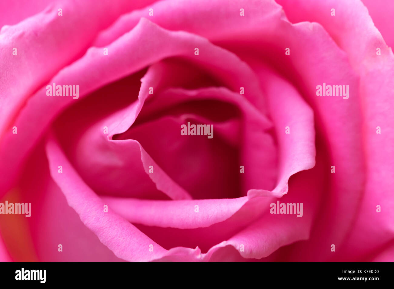 macro shot of a beautiful pink rose Stock Photo - Alamy