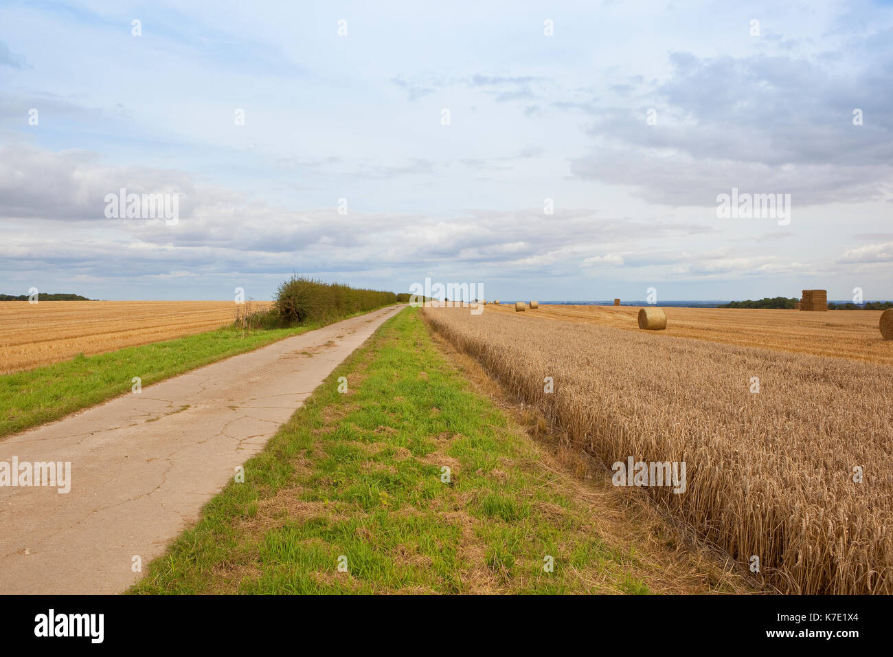 a concrete section of the minster way bridleway with a hawthorn ...