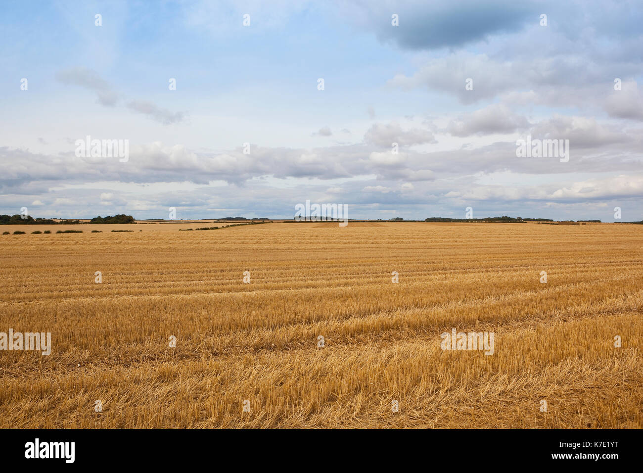 extensive wheat stubble fields with trees and hedgerows under a summer ...