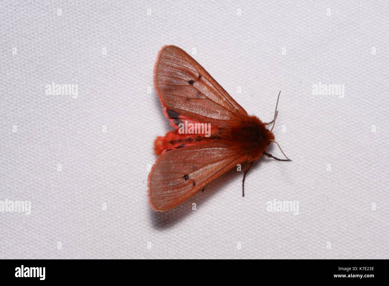 Ruby Tiger Moth High Resolution Stock Photography and Images - Alamy