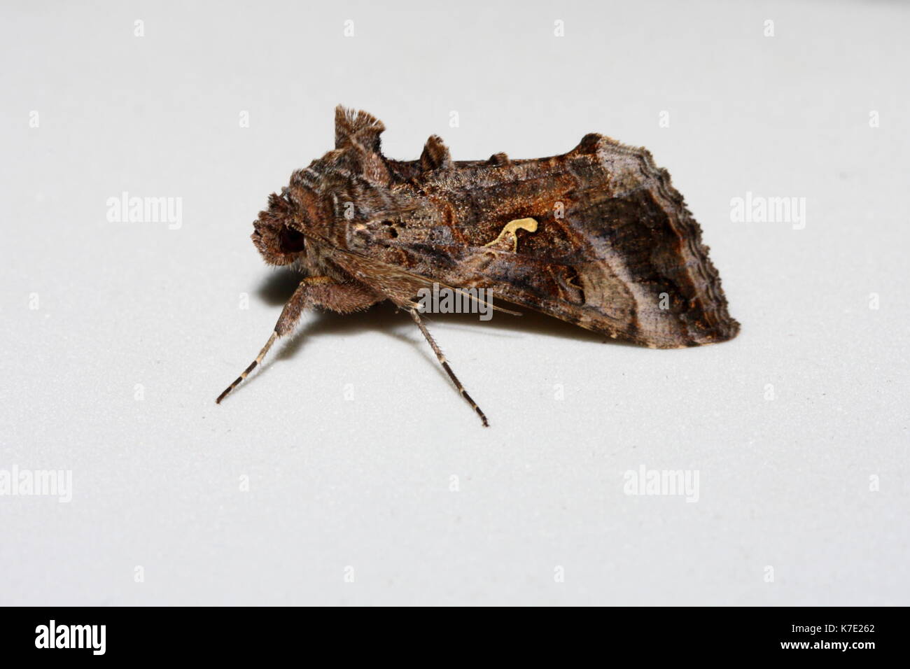 Silver y moth uk hi-res stock photography and images - Alamy
