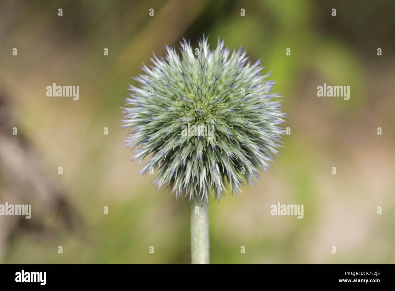 Globe Thistle Thornbush Flower Head Stock Photo - Alamy