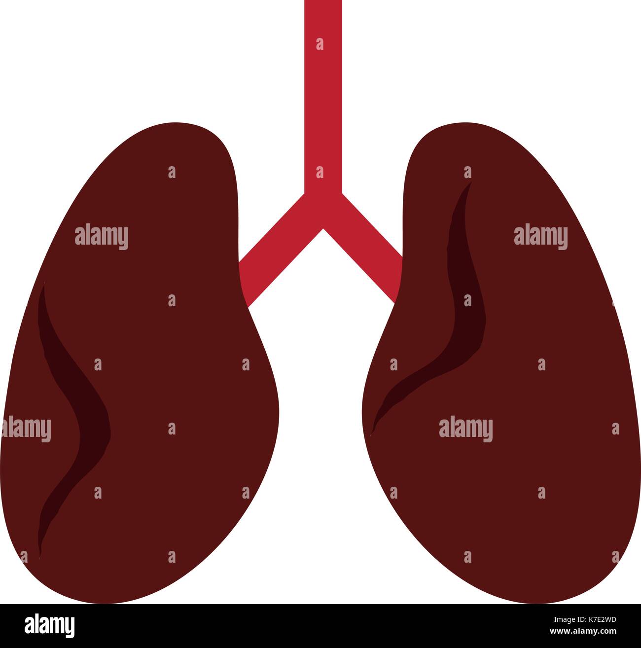 lungs anatomy icon image Stock Vector Image & Art - Alamy