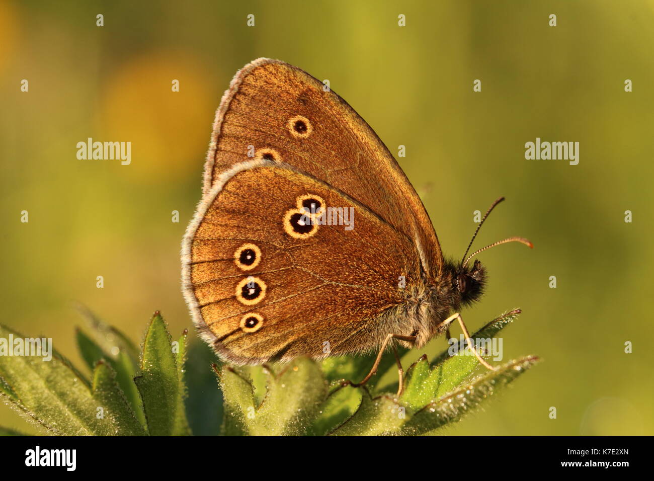 Ringlet butterfly hi-res stock photography and images - Alamy