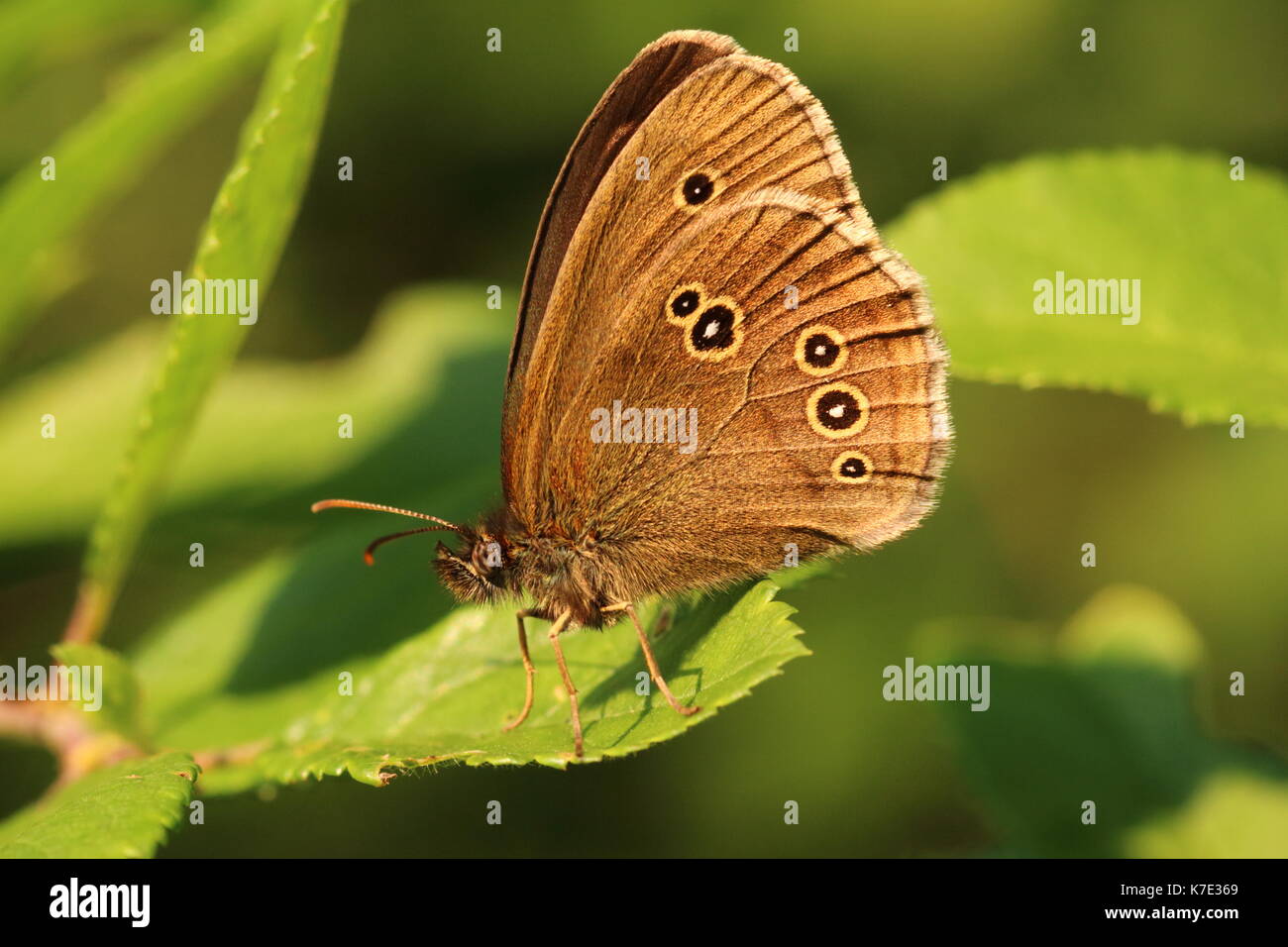 Woodland ringlet butterfly hi-res stock photography and images - Alamy