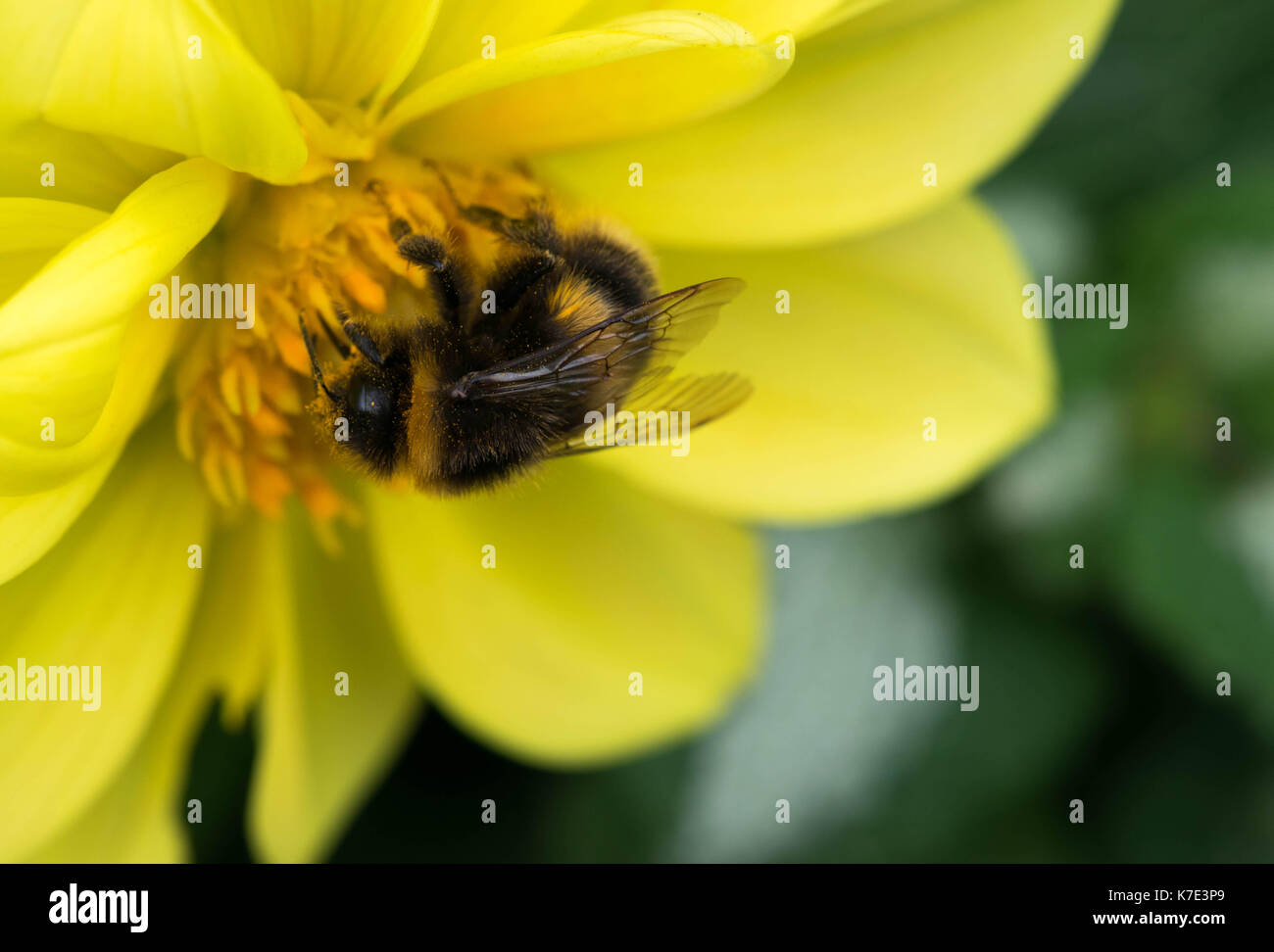 bee collecting nectar on beautiful flowers Stock Photo - Alamy