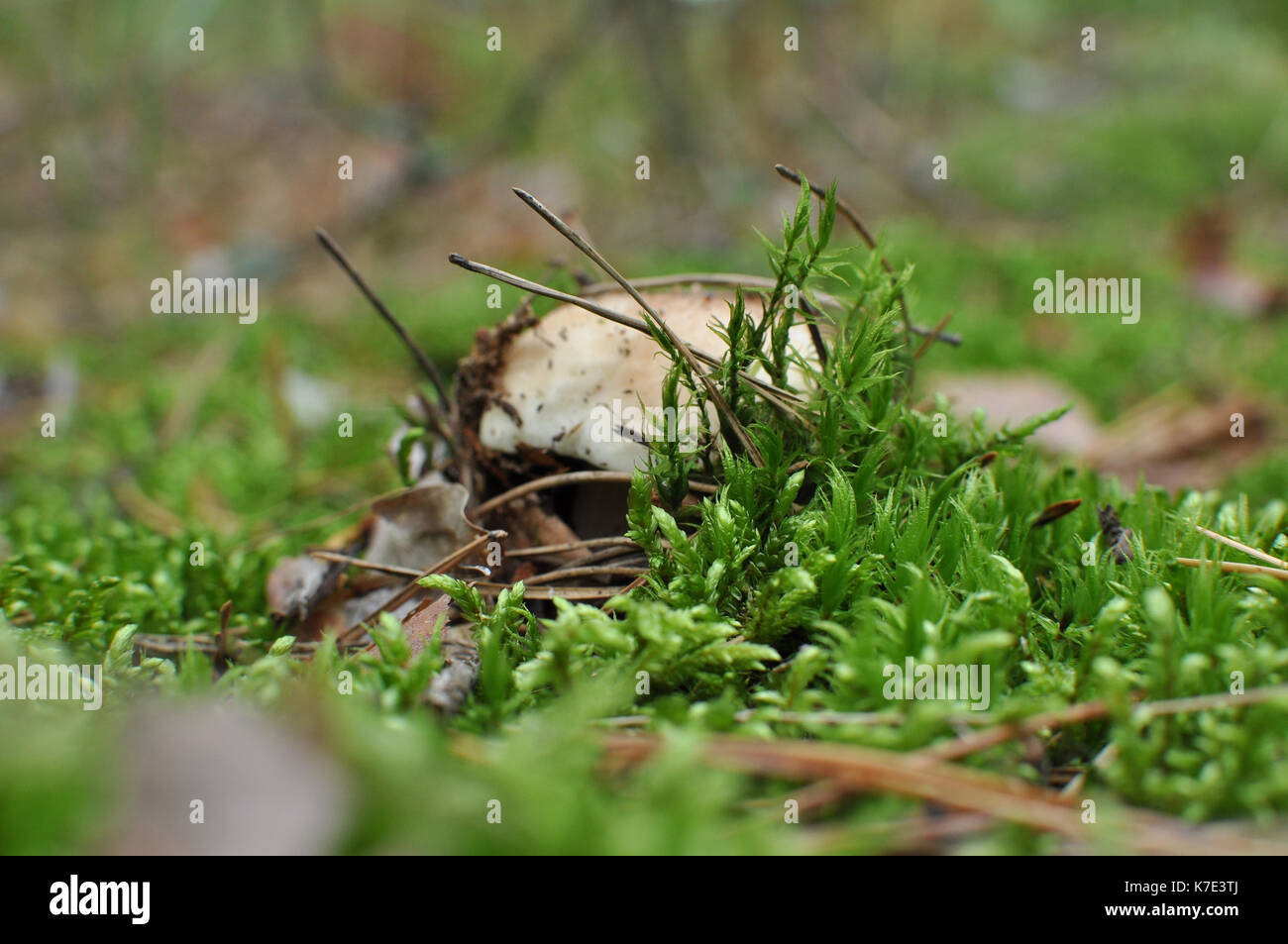 Boletus edulis king bolete hi-res stock photography and images - Alamy