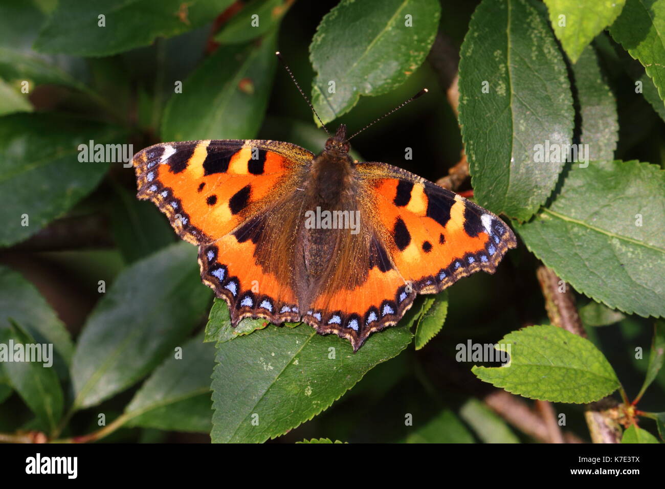 Tortoiseshell butterflies nature closeup insects wildlife butterfly hi ...