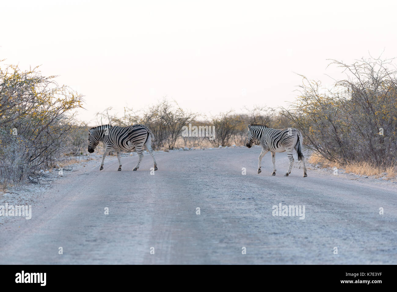 Zebra crossing the road hi-res stock photography and images - Alamy