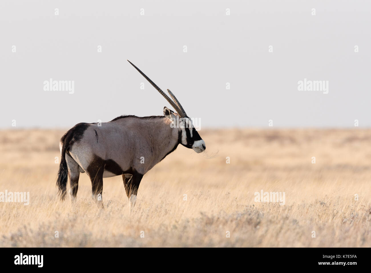 Arabian oryx antelope hi-res stock photography and images - Alamy