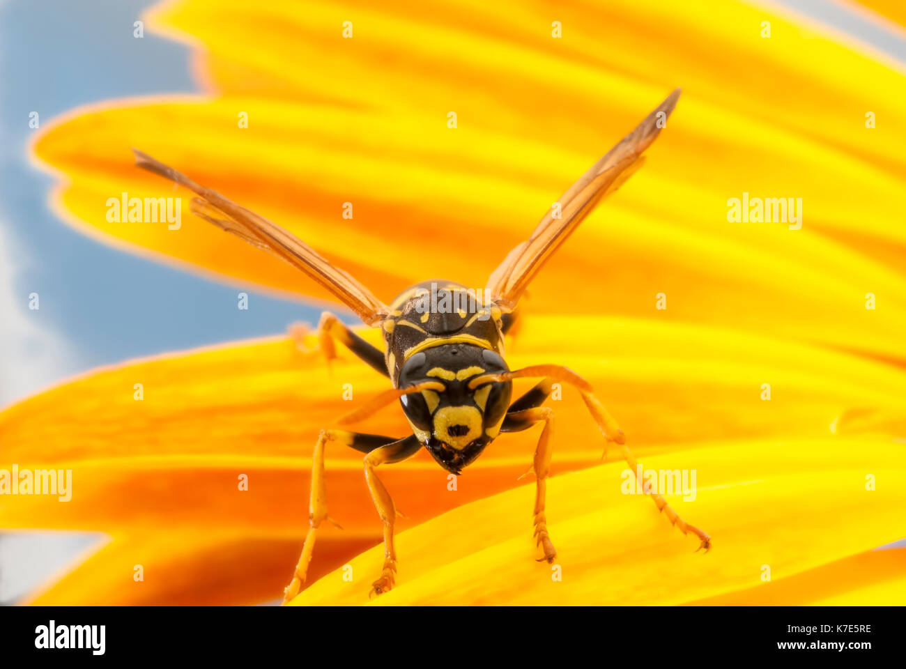 Wasp waist hi-res stock photography and images - Alamy