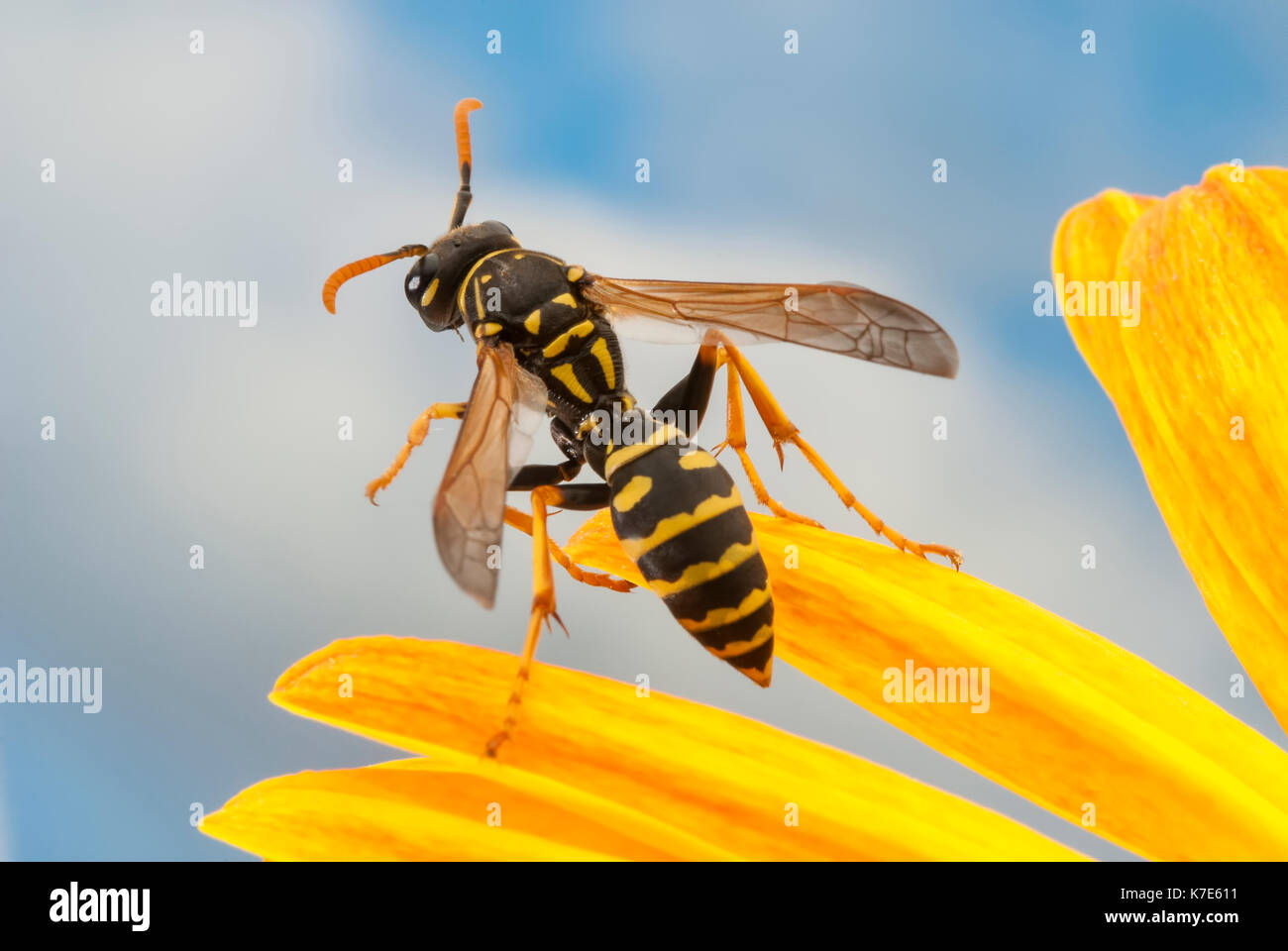 WASP TAKING FLIGHT Stock Photo - Alamy
