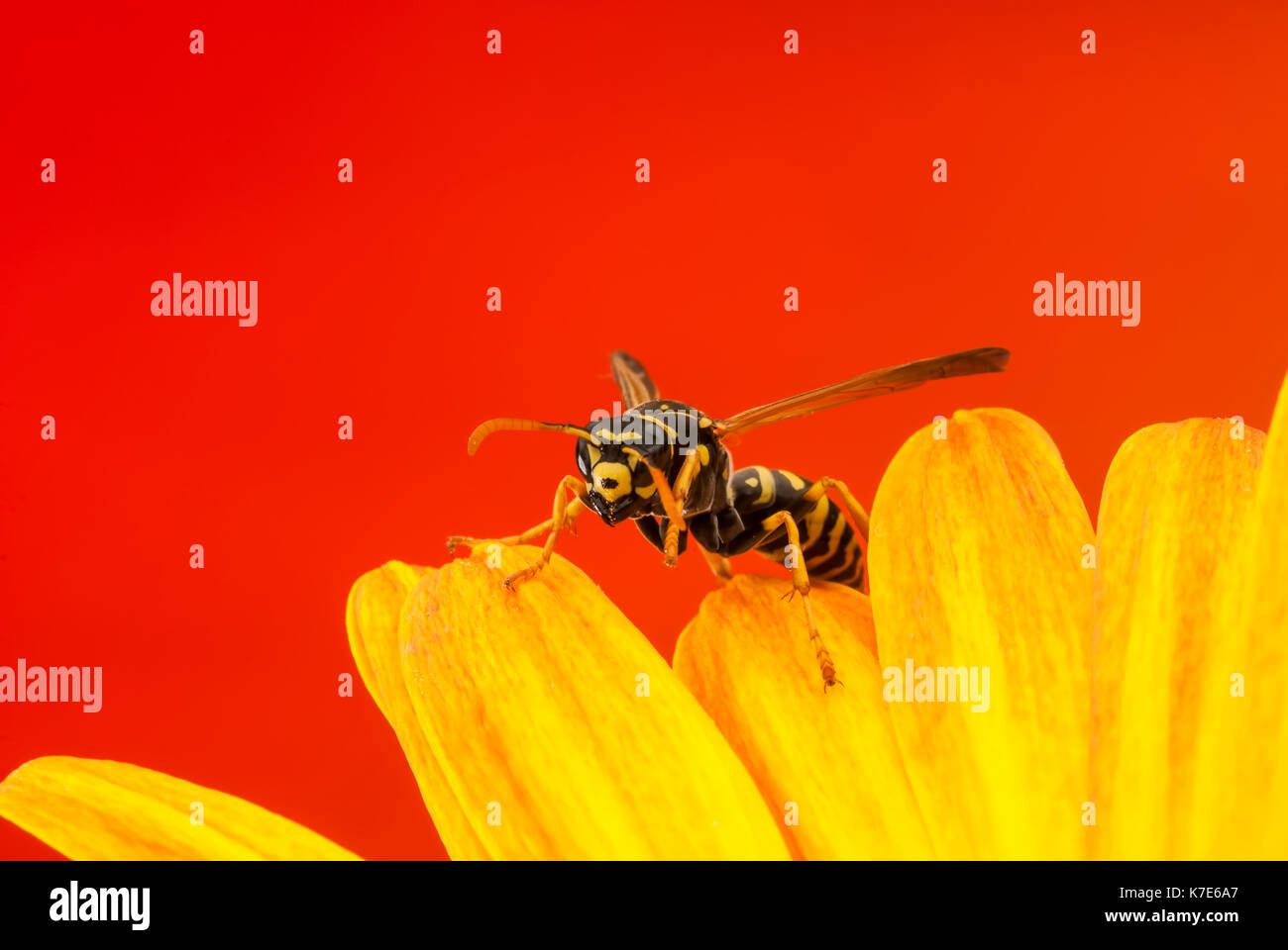 Umbrella Wasps High Resolution Stock Photography and Images - Alamy