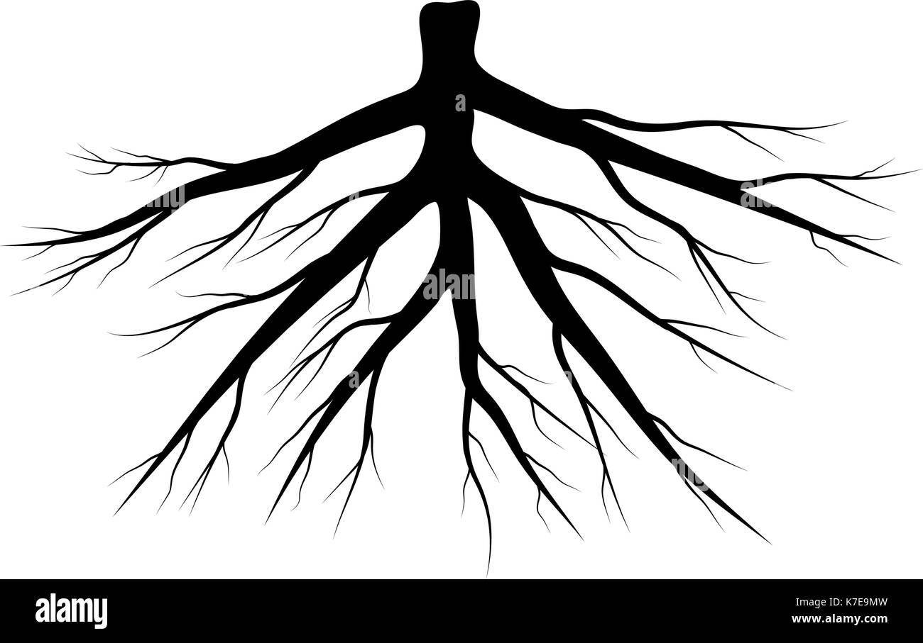 root silhouette vector symbol icon design. Beautiful illustration ...