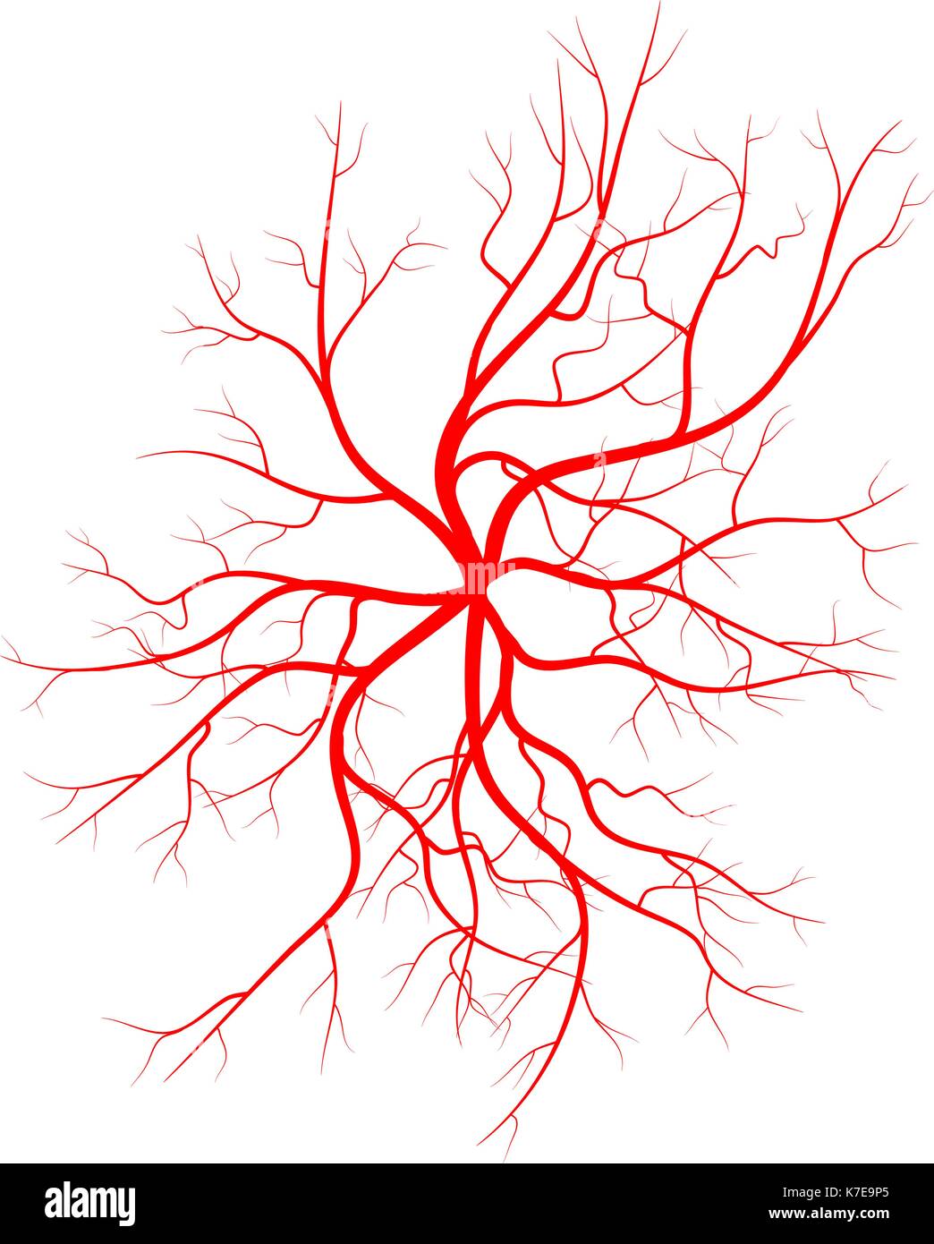 Human vein, vessel vector symbol icon design. Beautiful illustration ...