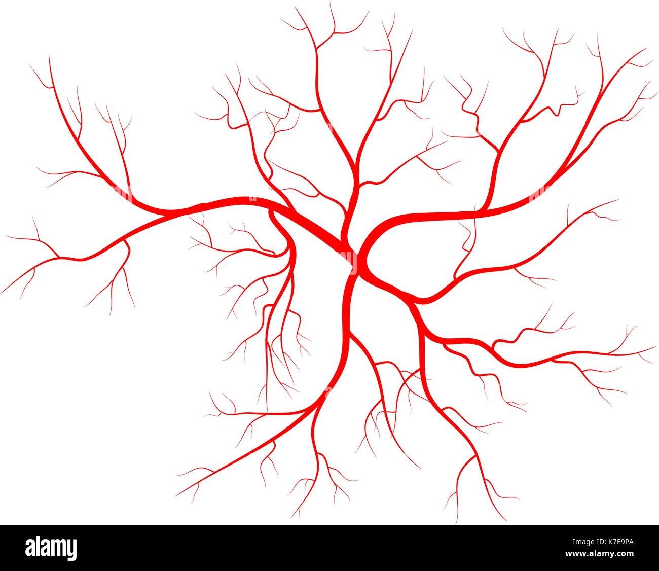 Human vein hi-res stock photography and images - Alamy