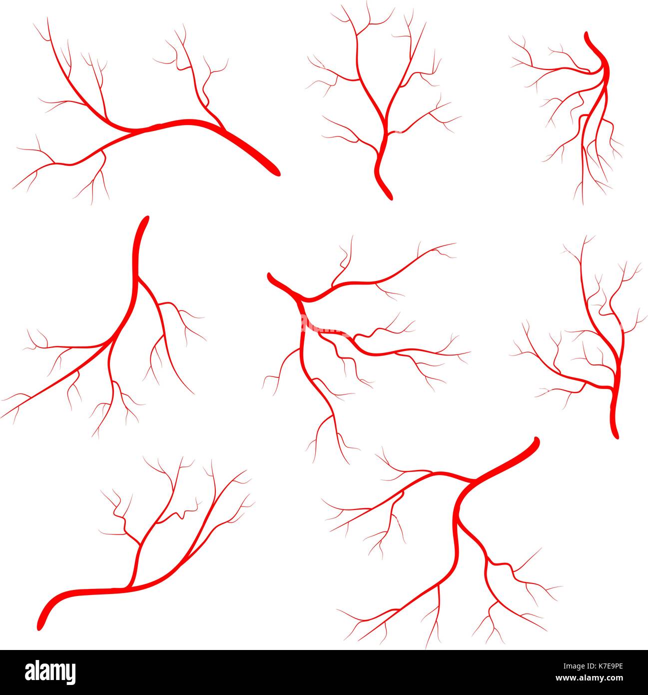Human vein, vessel set vector symbol icon design. Beautiful ...