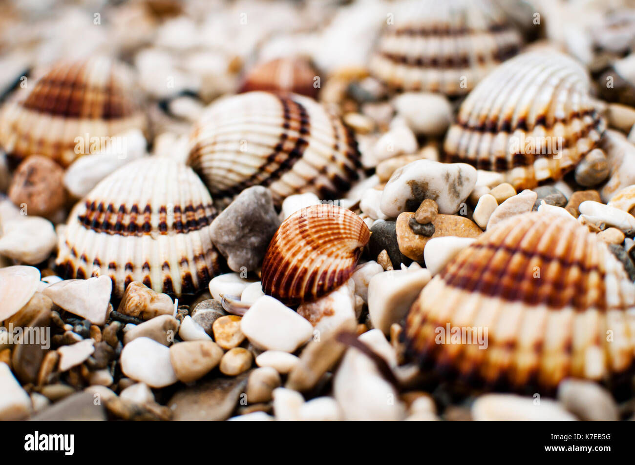 Stone shells hi-res stock photography and images - Alamy