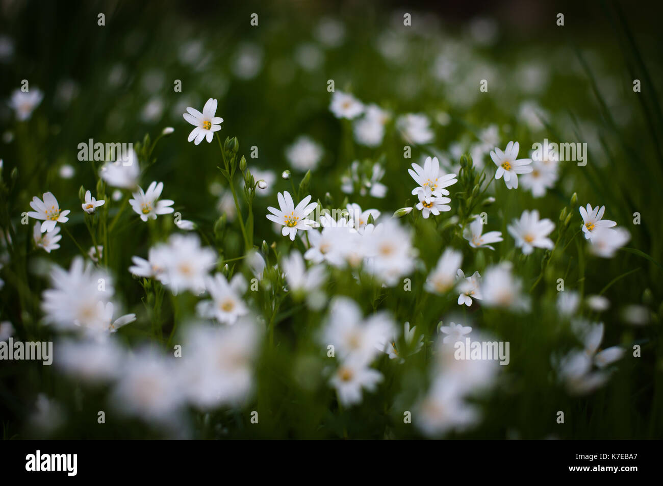 Garden centre piece hi-res stock photography and images - Alamy