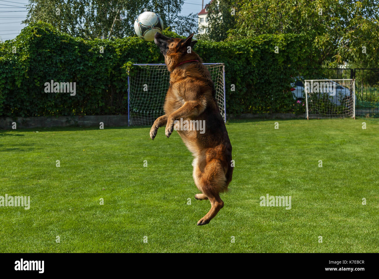 the dog catches the ball in a jump,German Shepherd playing with a ball ...