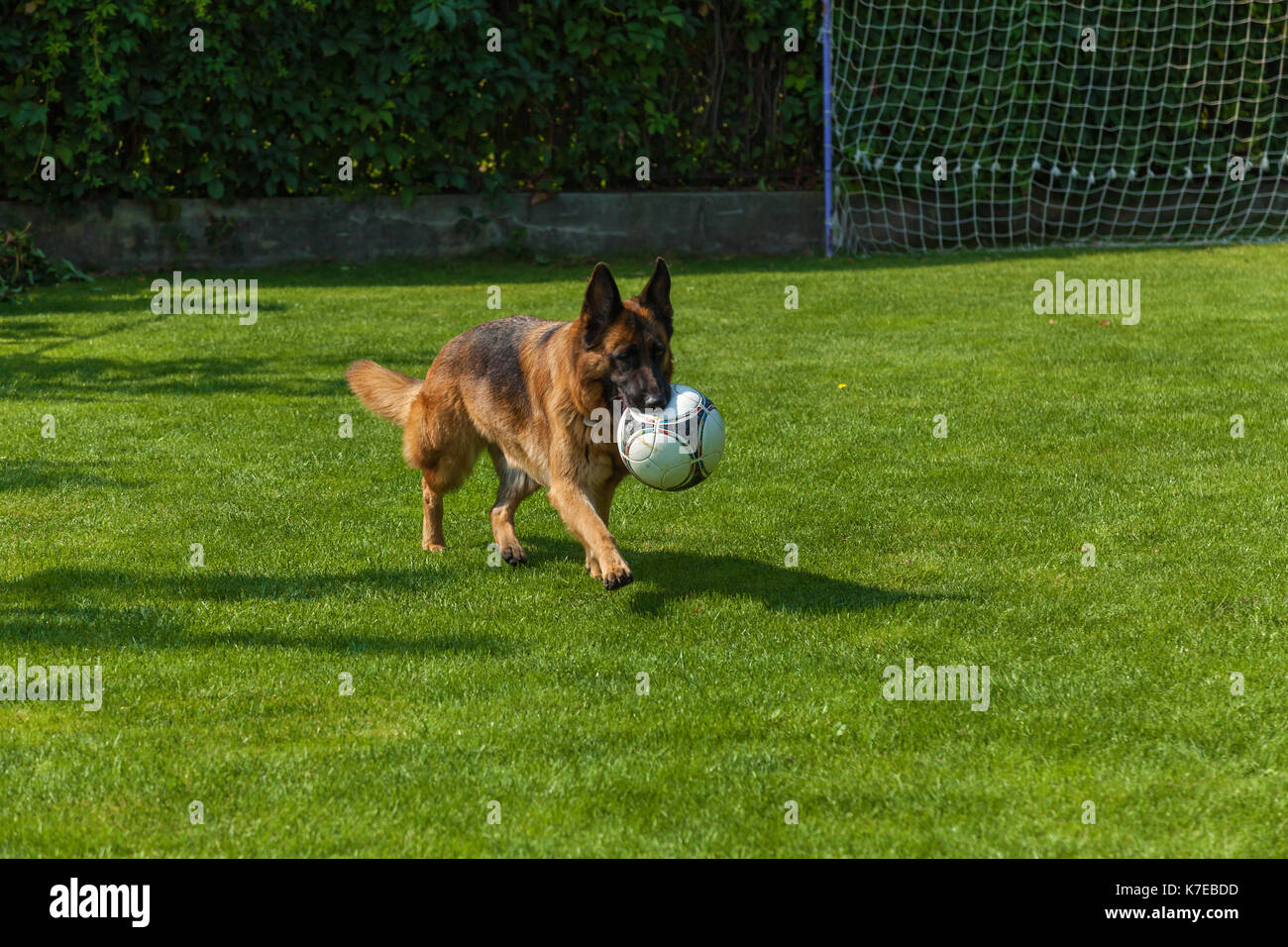the dog is running after the ball,German Shepherd playing with a ball ...