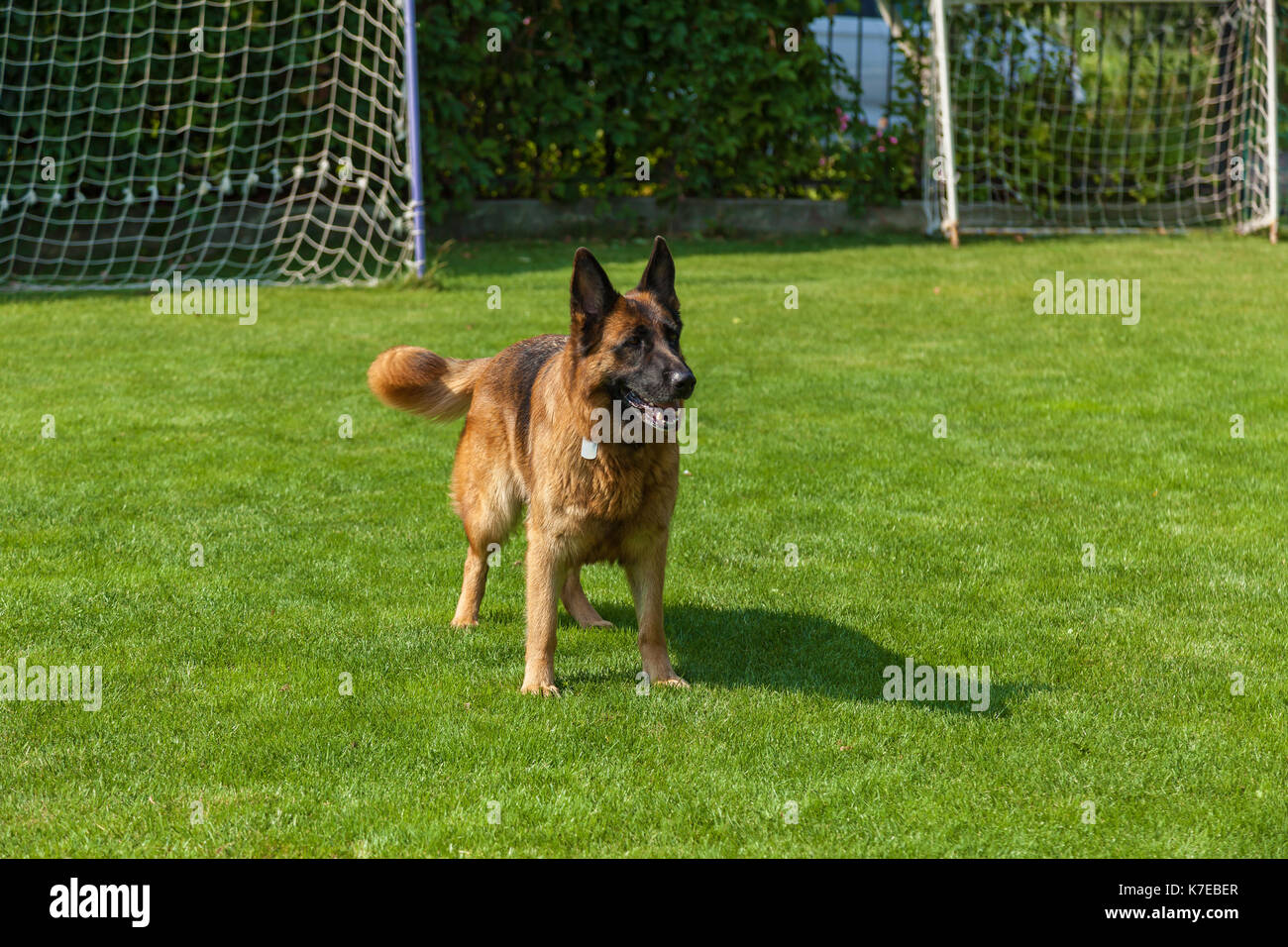 the dog is running after the ball,German Shepherd playing with a ball ...