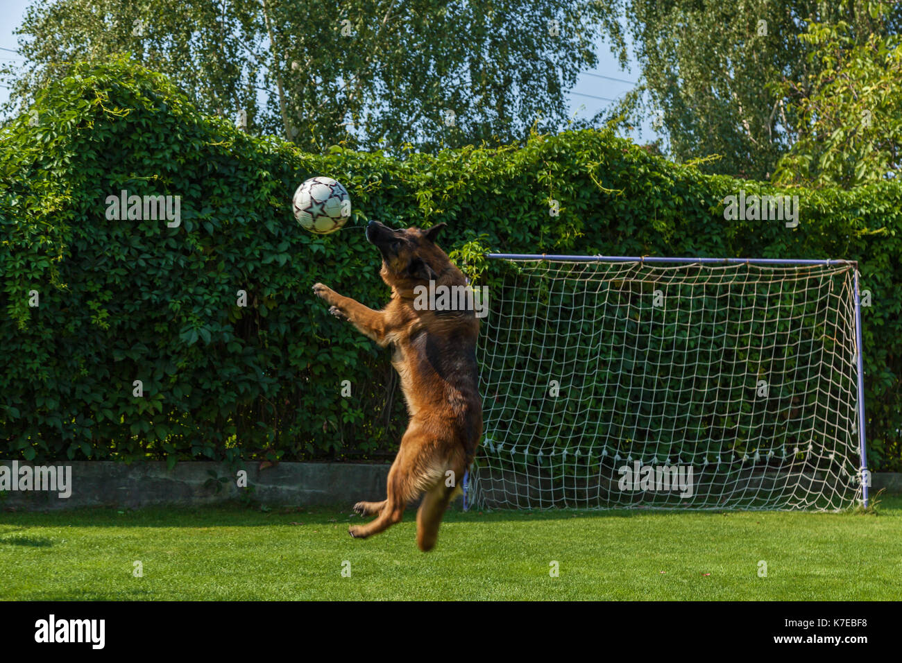 the dog catches the ball in a jump,German Shepherd playing with a ball ...