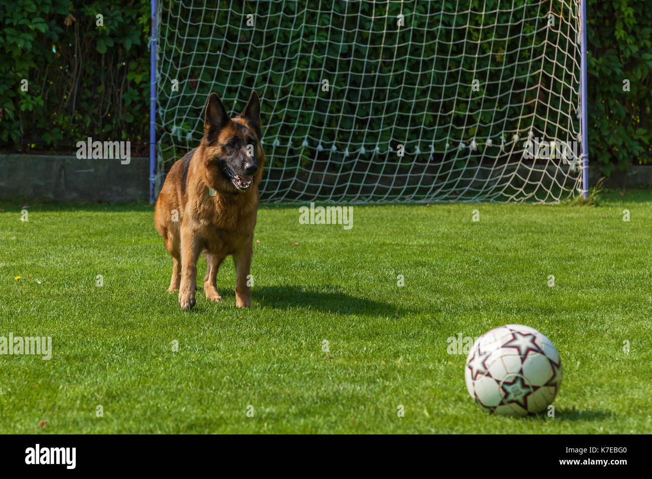 the dog is running after the ball,German Shepherd playing with a ball ...