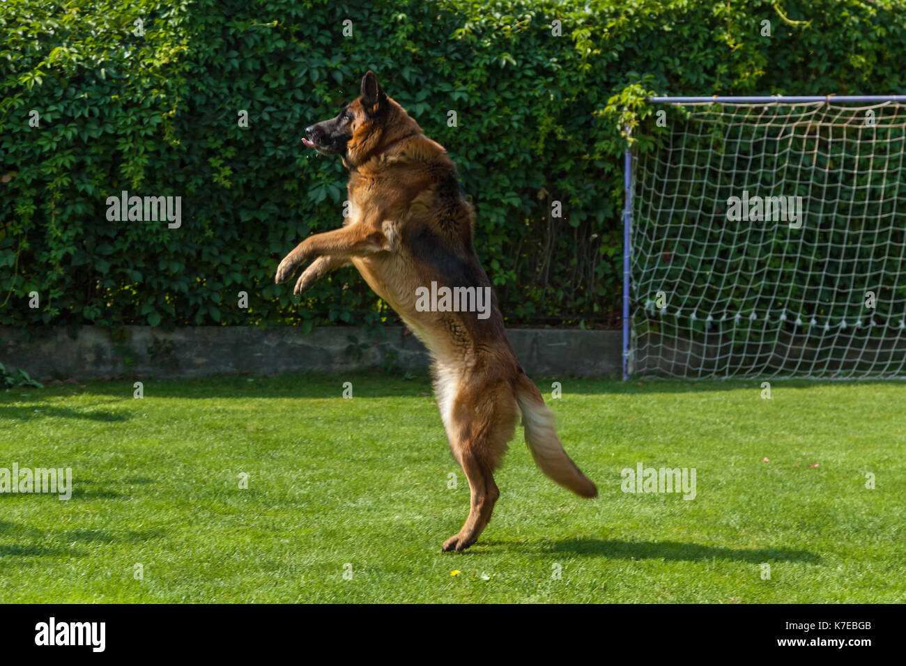 the dog catches the ball in a jump,German Shepherd playing with a ball ...