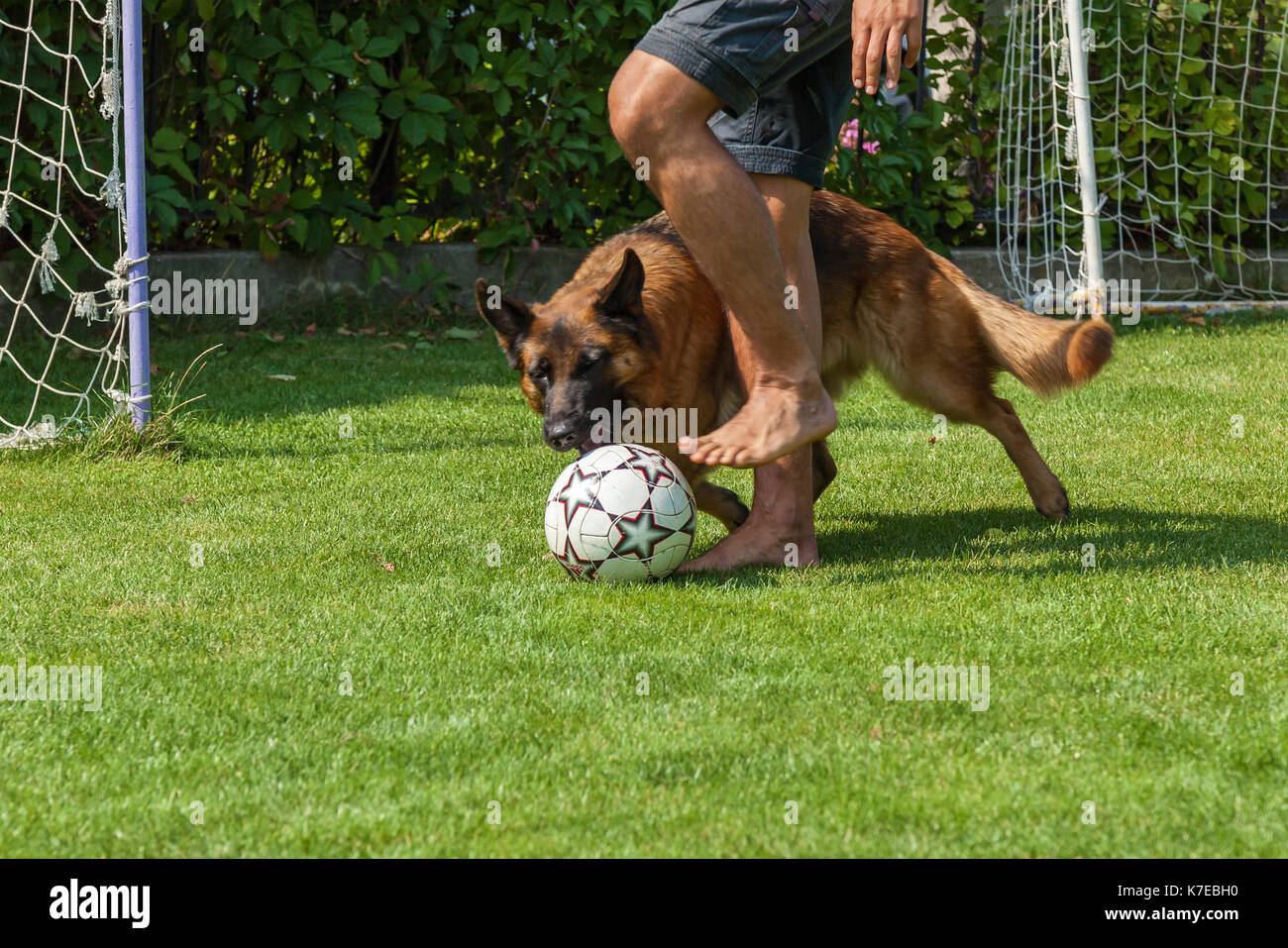 the dog plays football with the host,German Shepherd playing with a ...