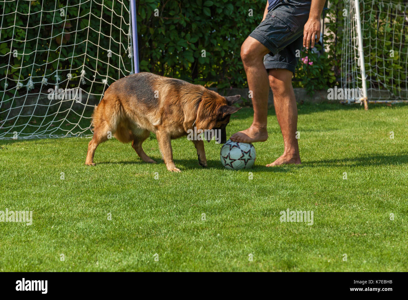 the dog plays football with the host,German Shepherd playing with a ...