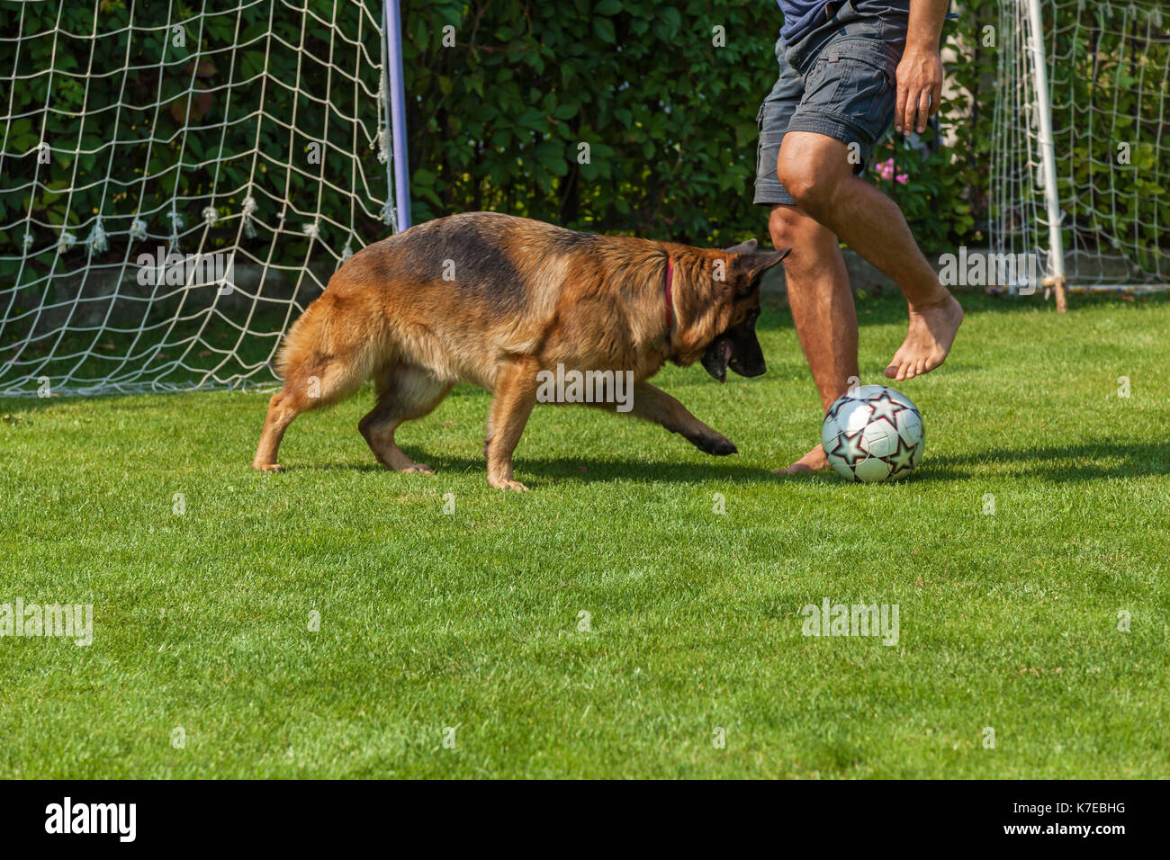 the dog plays football with the host,German Shepherd playing with a ...