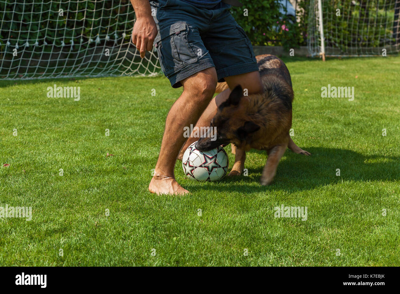 the dog plays football with the host,German Shepherd playing with a ...