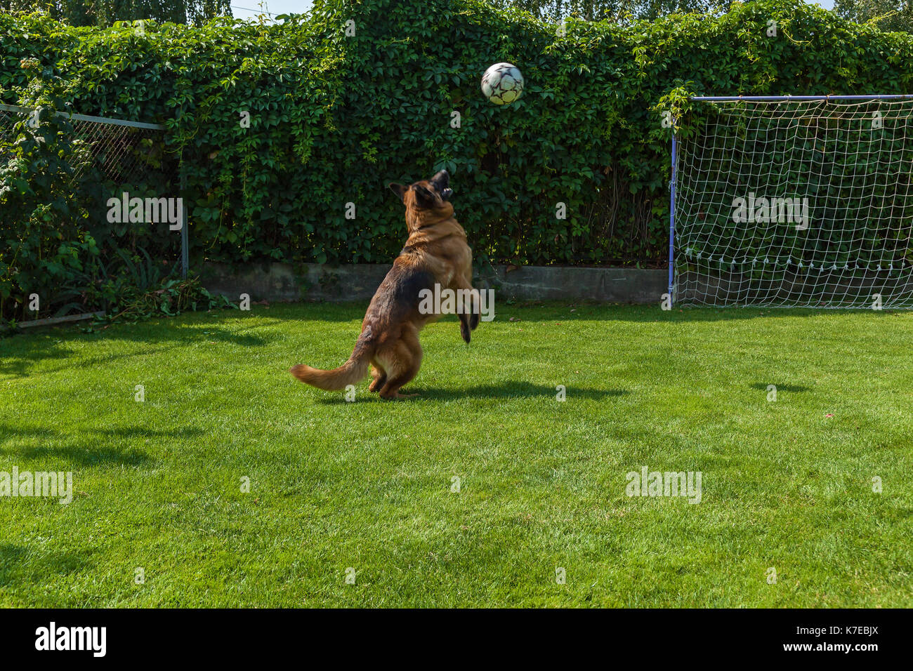 the dog catches the ball in a jump,German Shepherd playing with a ball ...