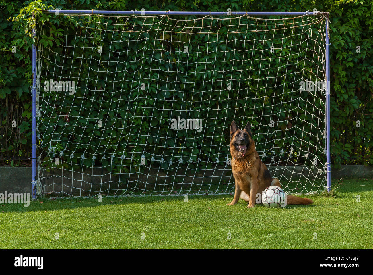 German Shepherd playing with a ball,dog sitting in a football goal with ...