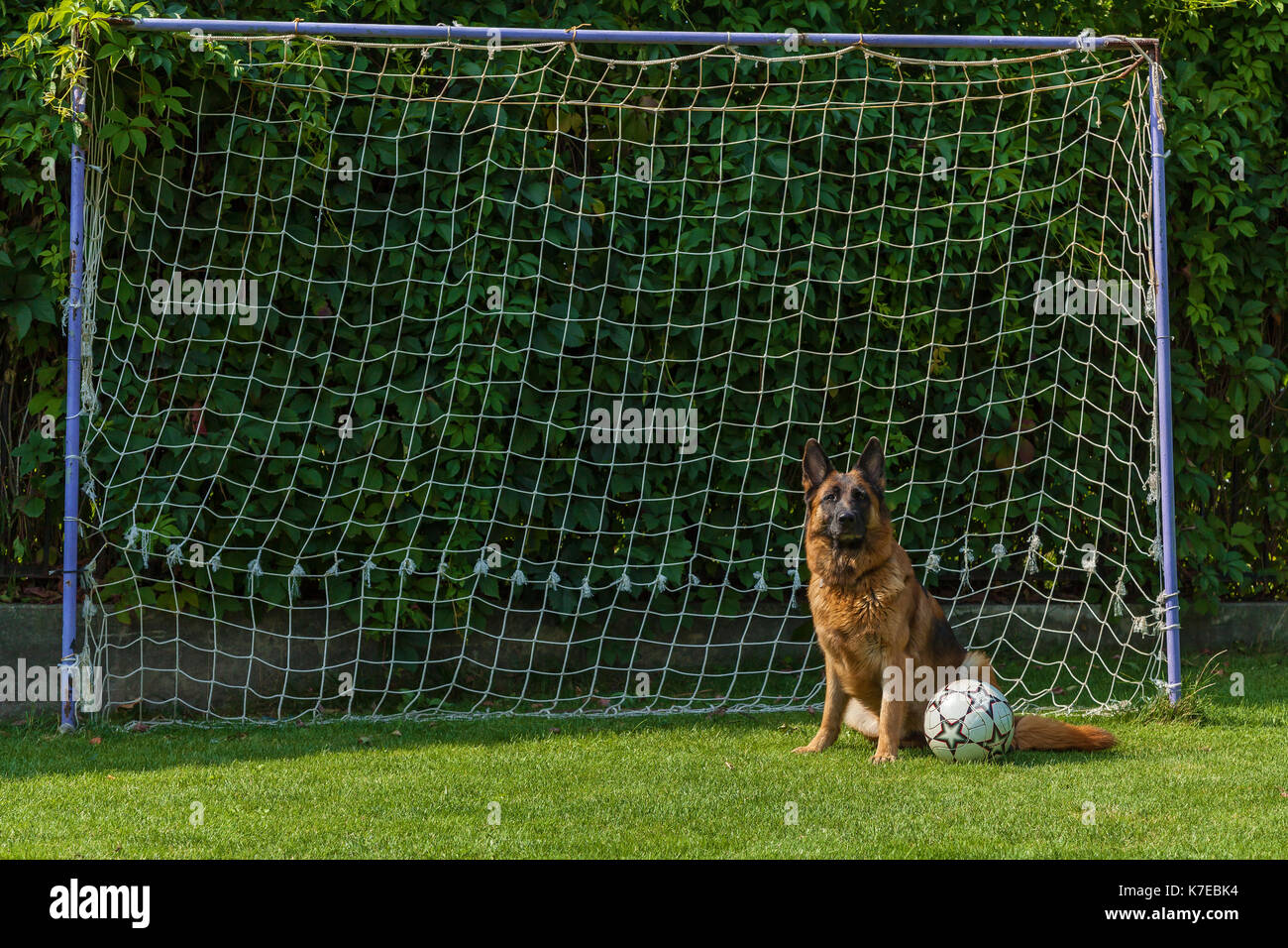 German Shepherd playing with a ball,dog sitting in a football goal with ...