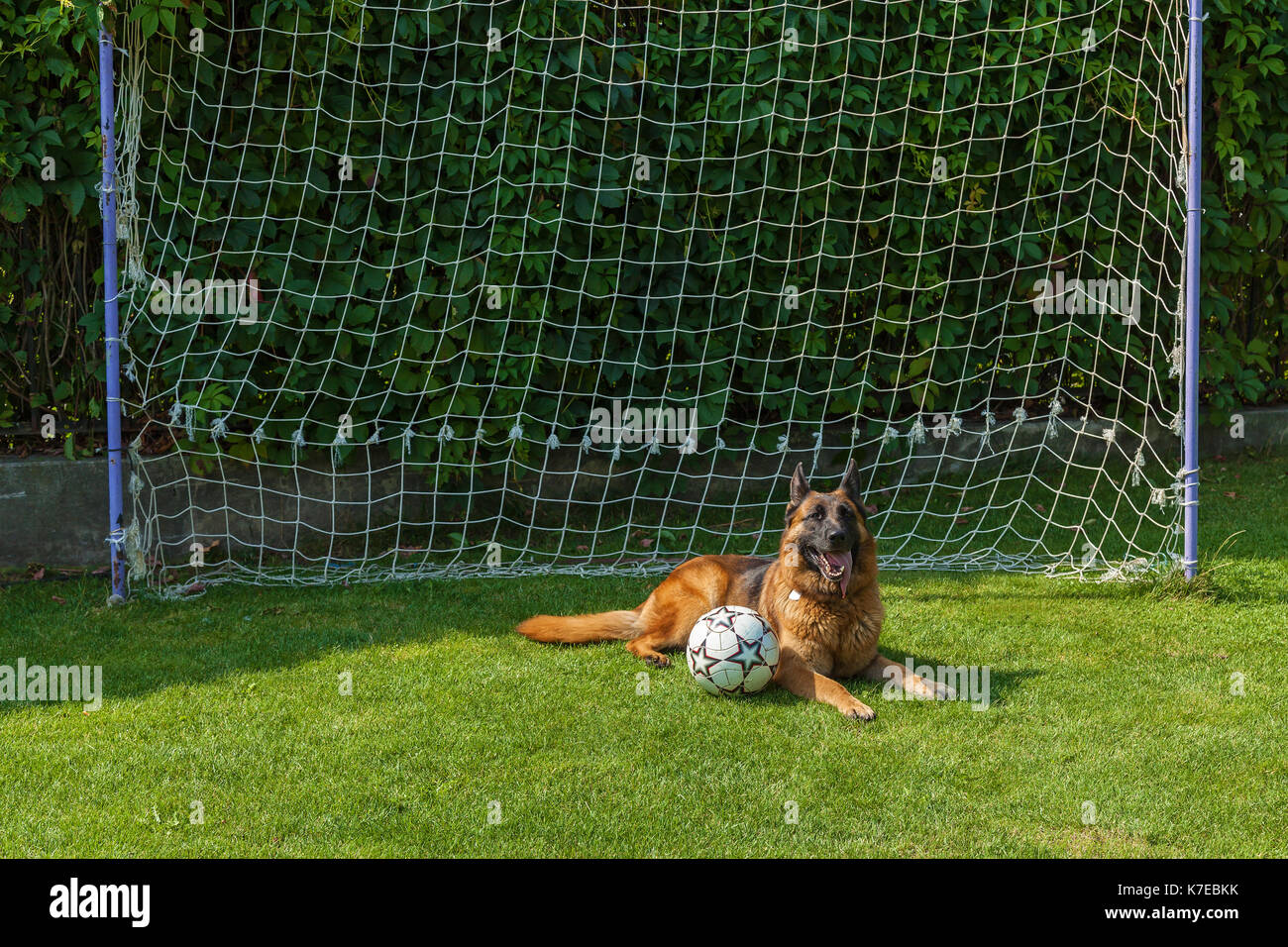 German Shepherd playing with a ball,dog lies in a football goal with a ...