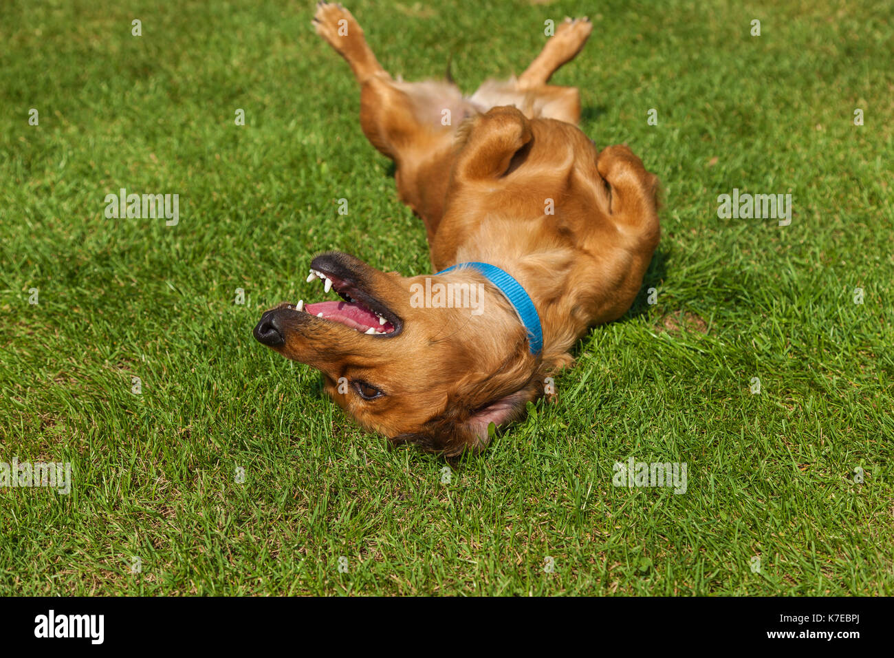 English mastiff grass hi-res stock photography and images - Alamy