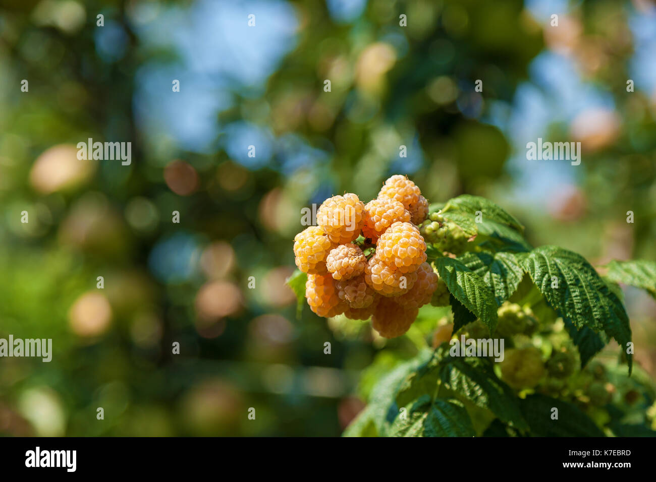 yellow berries of raspberry, Summer garden in village. Growing berries ...