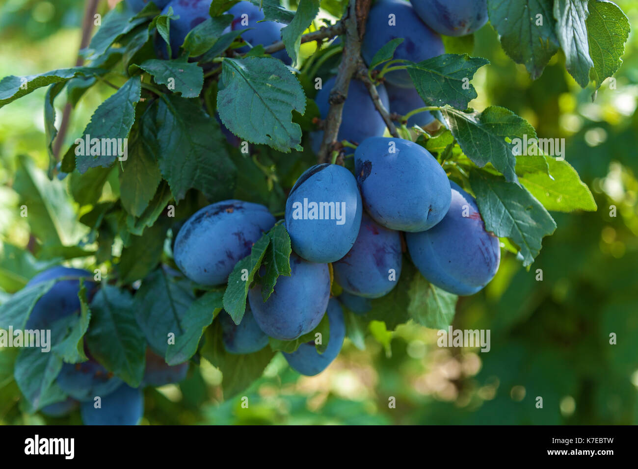 The sugar plum tree hi-res stock photography and images - Alamy