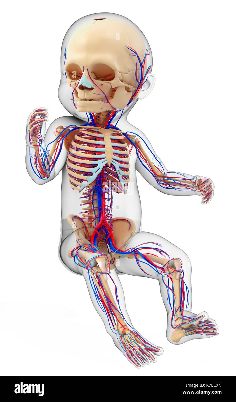 Illustration of a baby's skeletal and circulatory systems Stock Photo ...