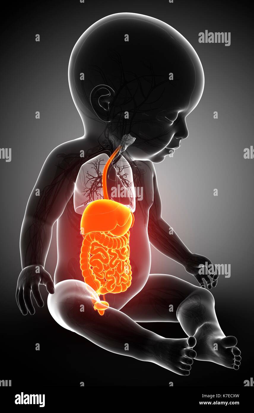 Digestive system of a child hi-res stock photography and images - Alamy