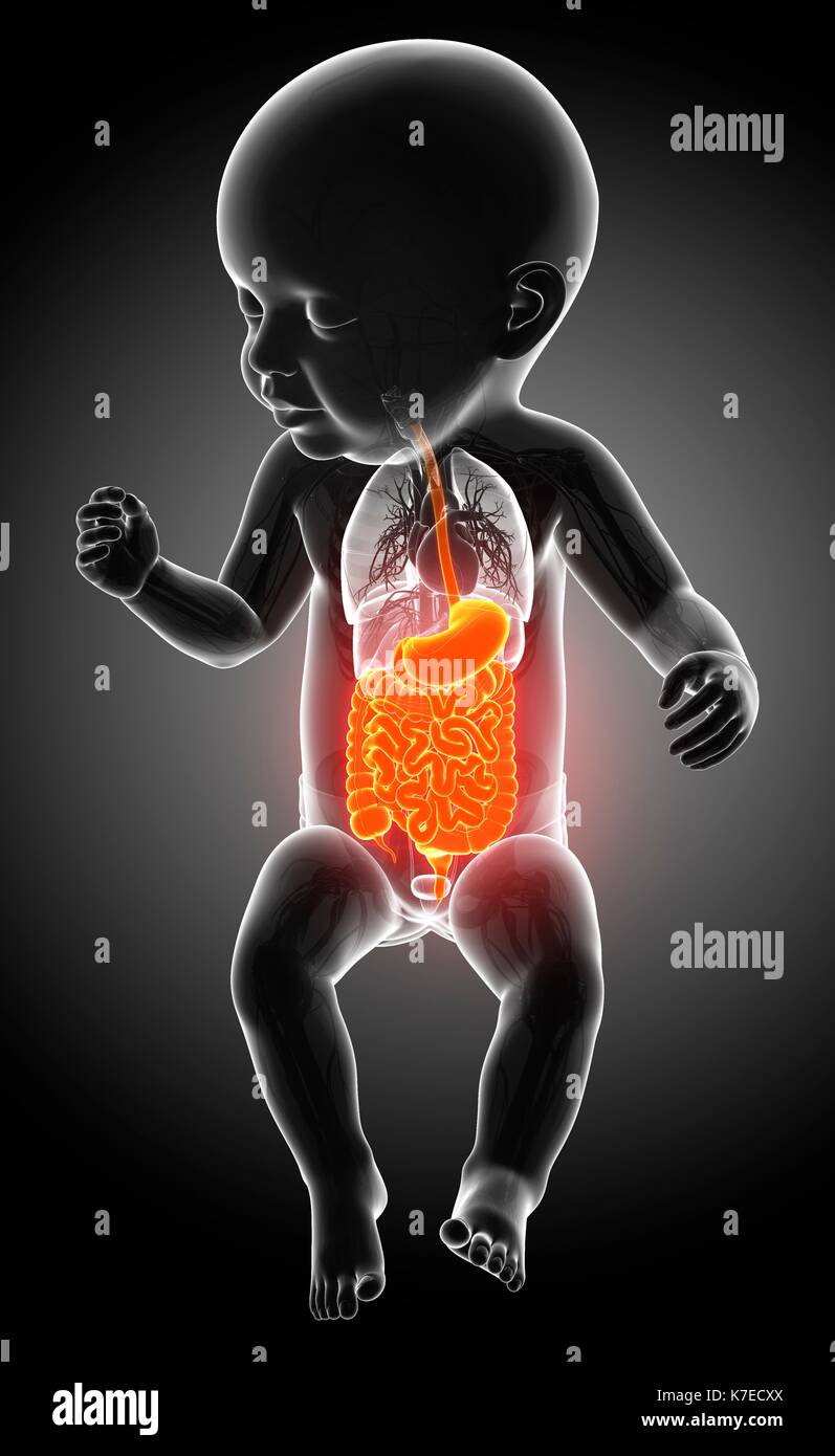 Digestive system of a child hi-res stock photography and images - Alamy