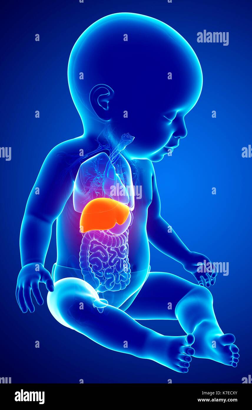 Illustration of a baby's liver Stock Photo - Alamy