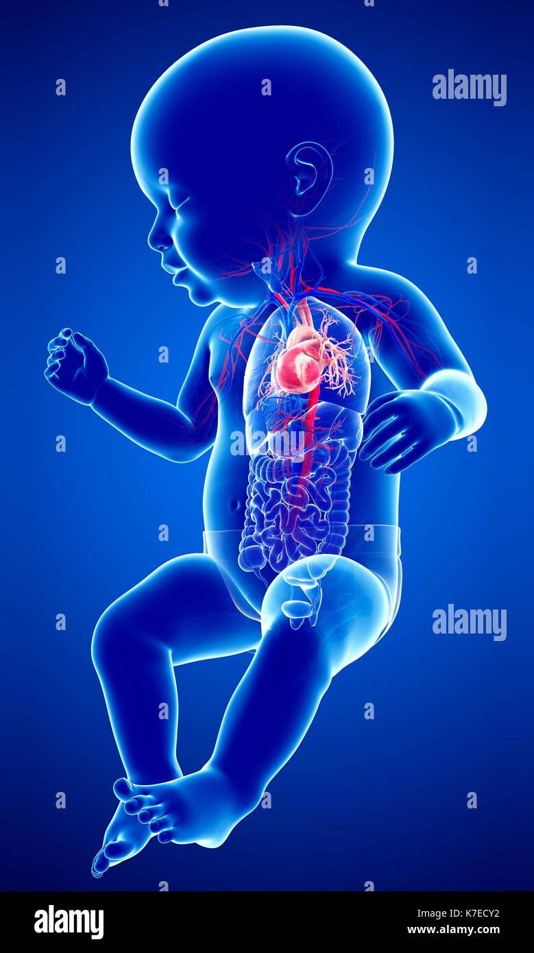 Illustration of a baby's heart Stock Photo - Alamy