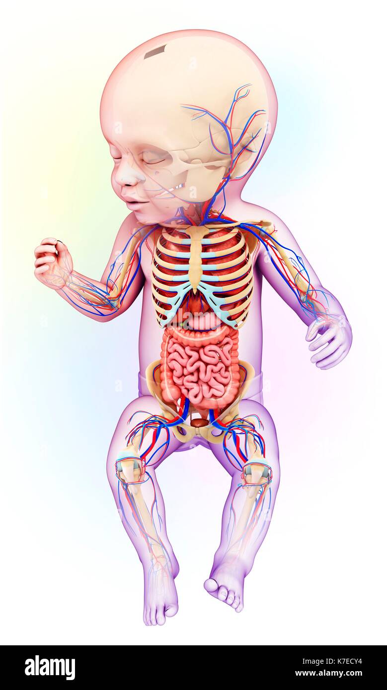 Illustration of a baby's anatomy Stock Photo - Alamy